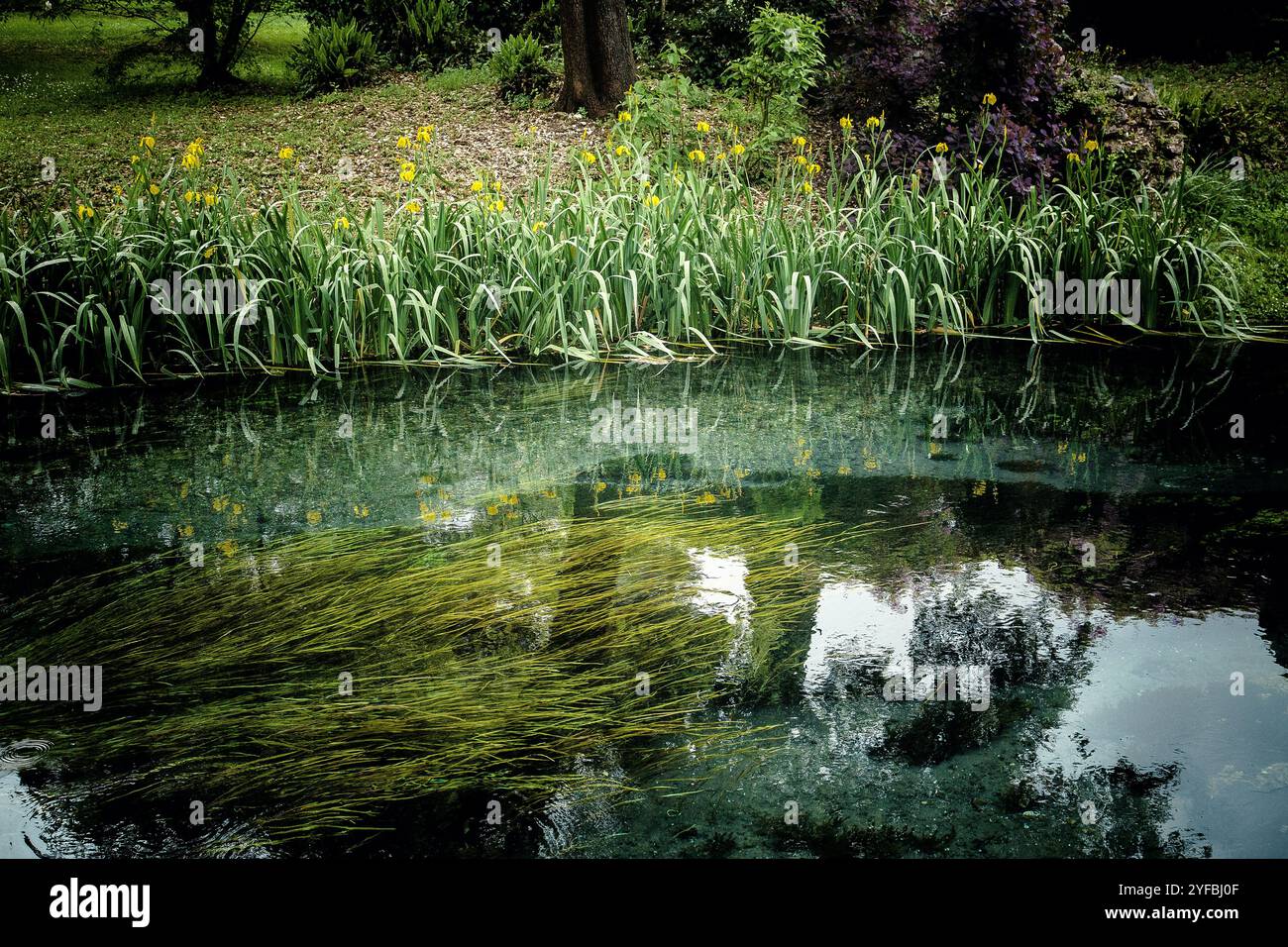 Botanical garden with plants, colourful flowers, extremely fascinating ...