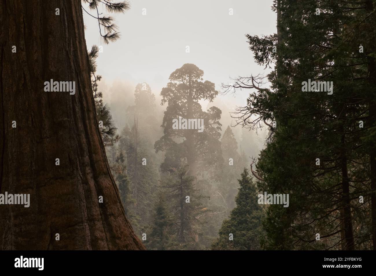 Burned giant sequoia tree hi-res stock photography and images - Alamy