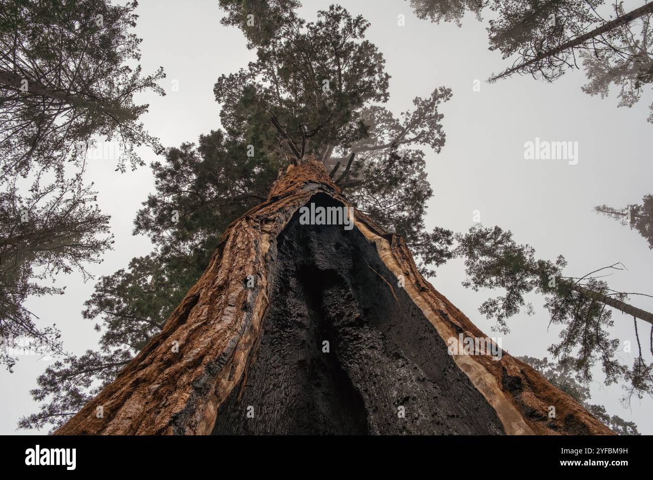 Burned giant sequoia tree hi-res stock photography and images - Alamy