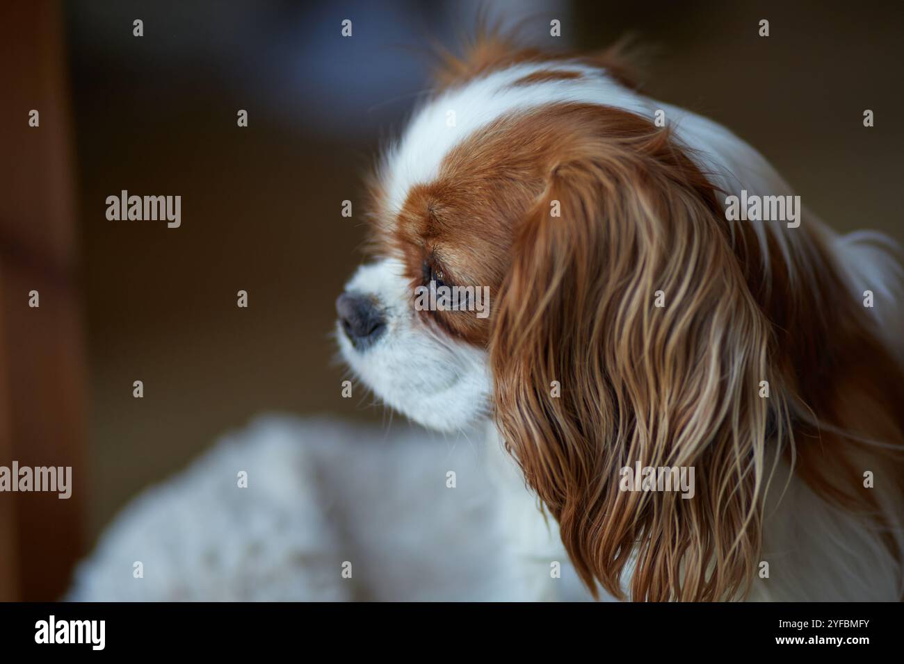Blenheim King Charles Cavalier Spaniel Stock Photo - Alamy