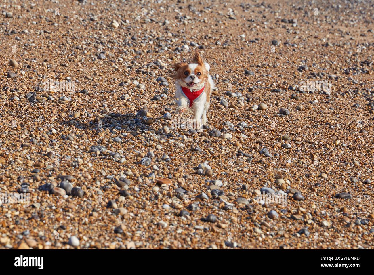 Blenheim King Charles Cavalier Spaniel running on a beach Stock Photo ...