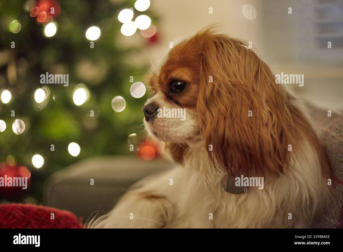 Blenheim King Charles Cavalier Spaniel at Christmas Stock Photo - Alamy