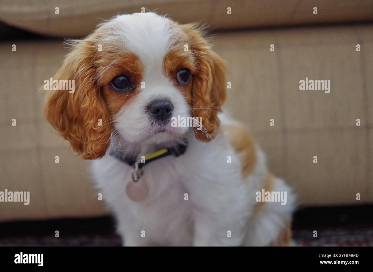 Portrait young king charles hi-res stock photography and images - Alamy