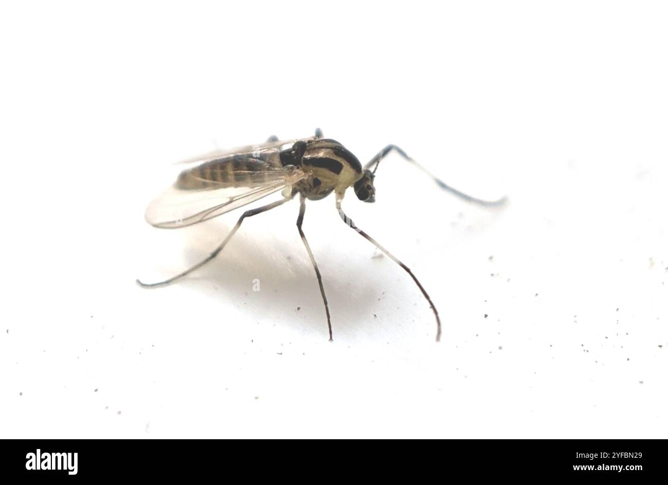 Non-biting Midges (Chironomidae Stock Photo - Alamy