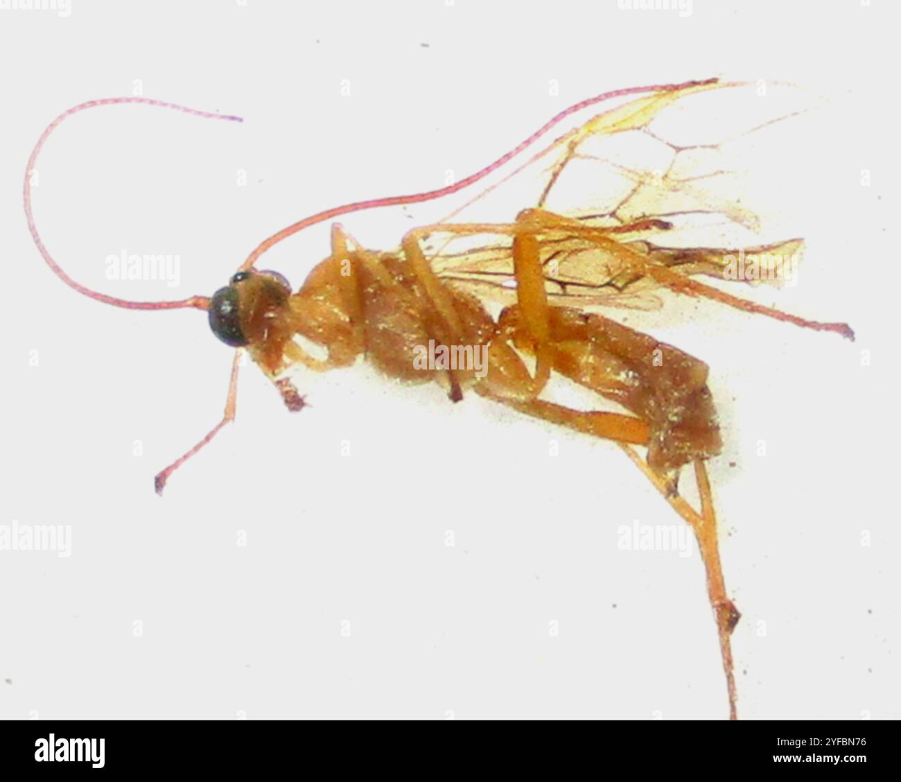 Braconid Wasps (Braconidae Stock Photo - Alamy