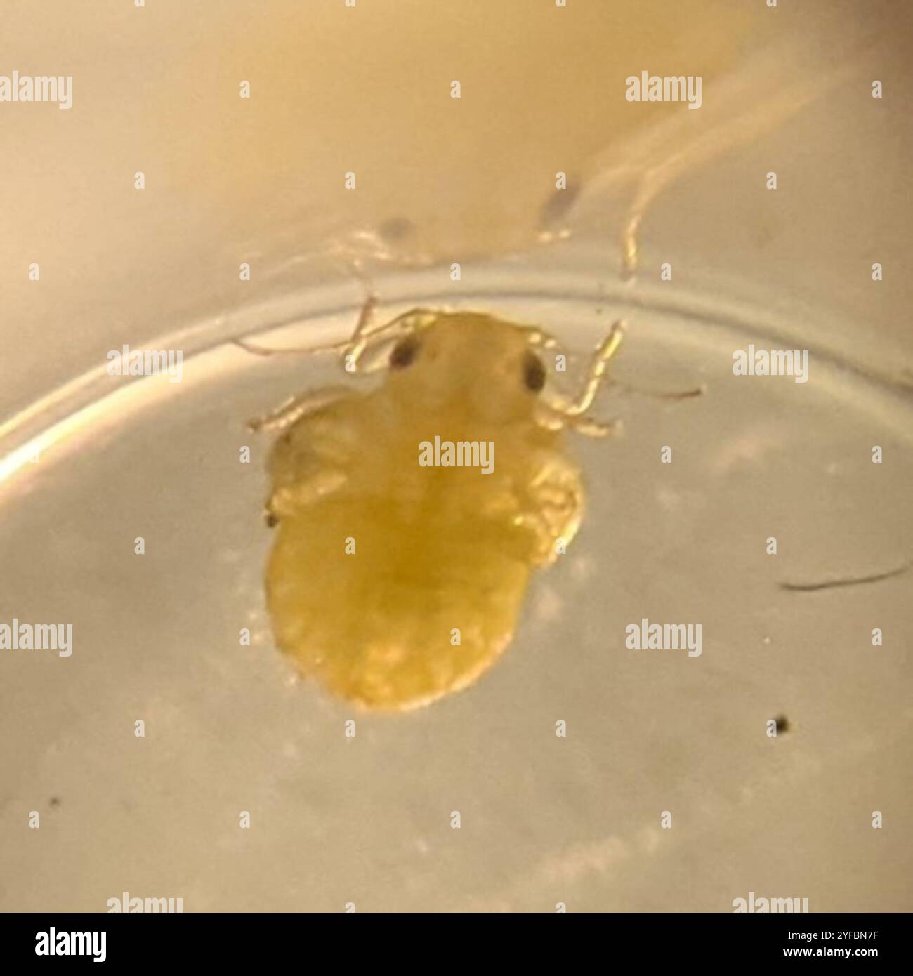 Psylloidea hi-res stock photography and images - Alamy