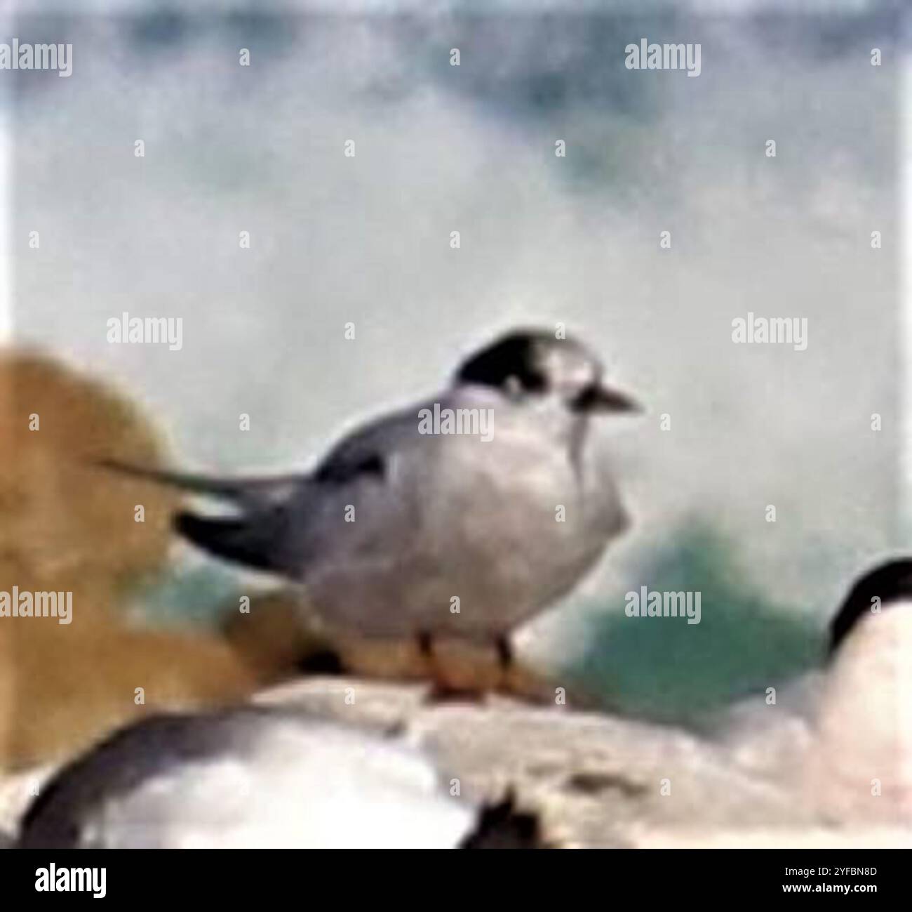 Antarctic Tern (Sterna vittata Stock Photo - Alamy