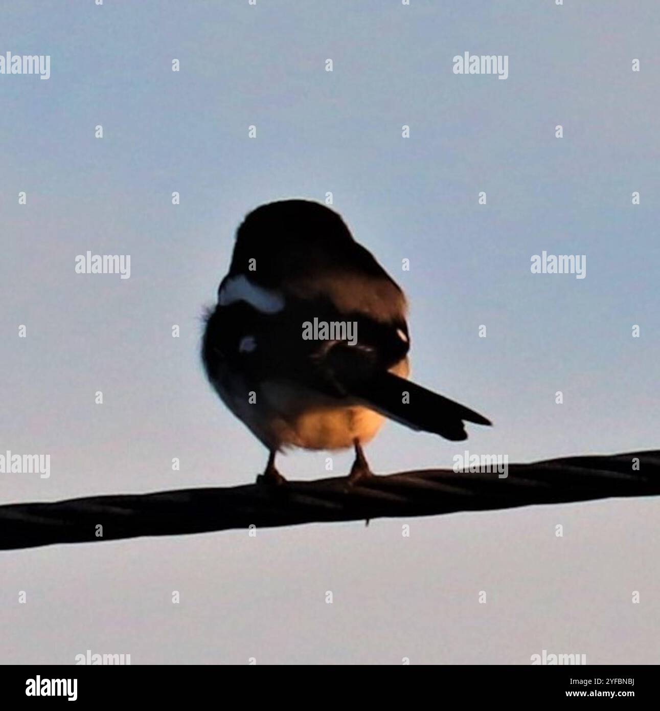 Southern Fiscal (Lanius collaris Stock Photo - Alamy