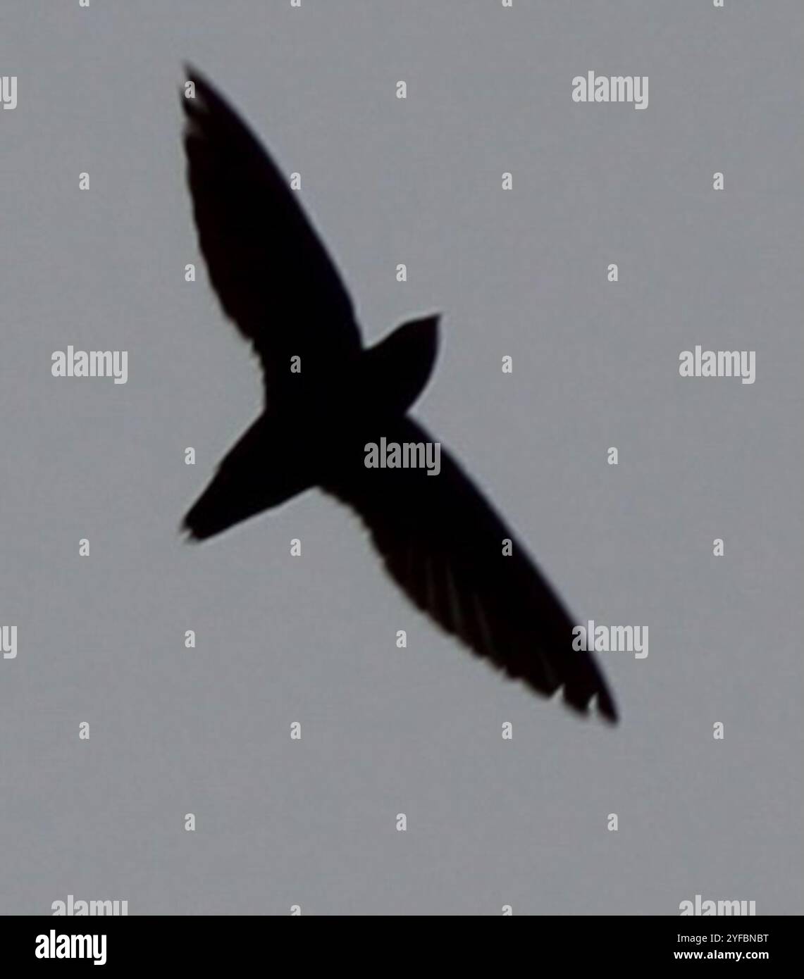 Chimney swift, chaetura pelagica hi-res stock photography and images ...