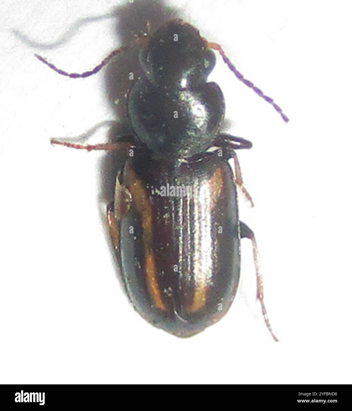 Orpheus Cut Out Stock Images & Pictures - Alamy