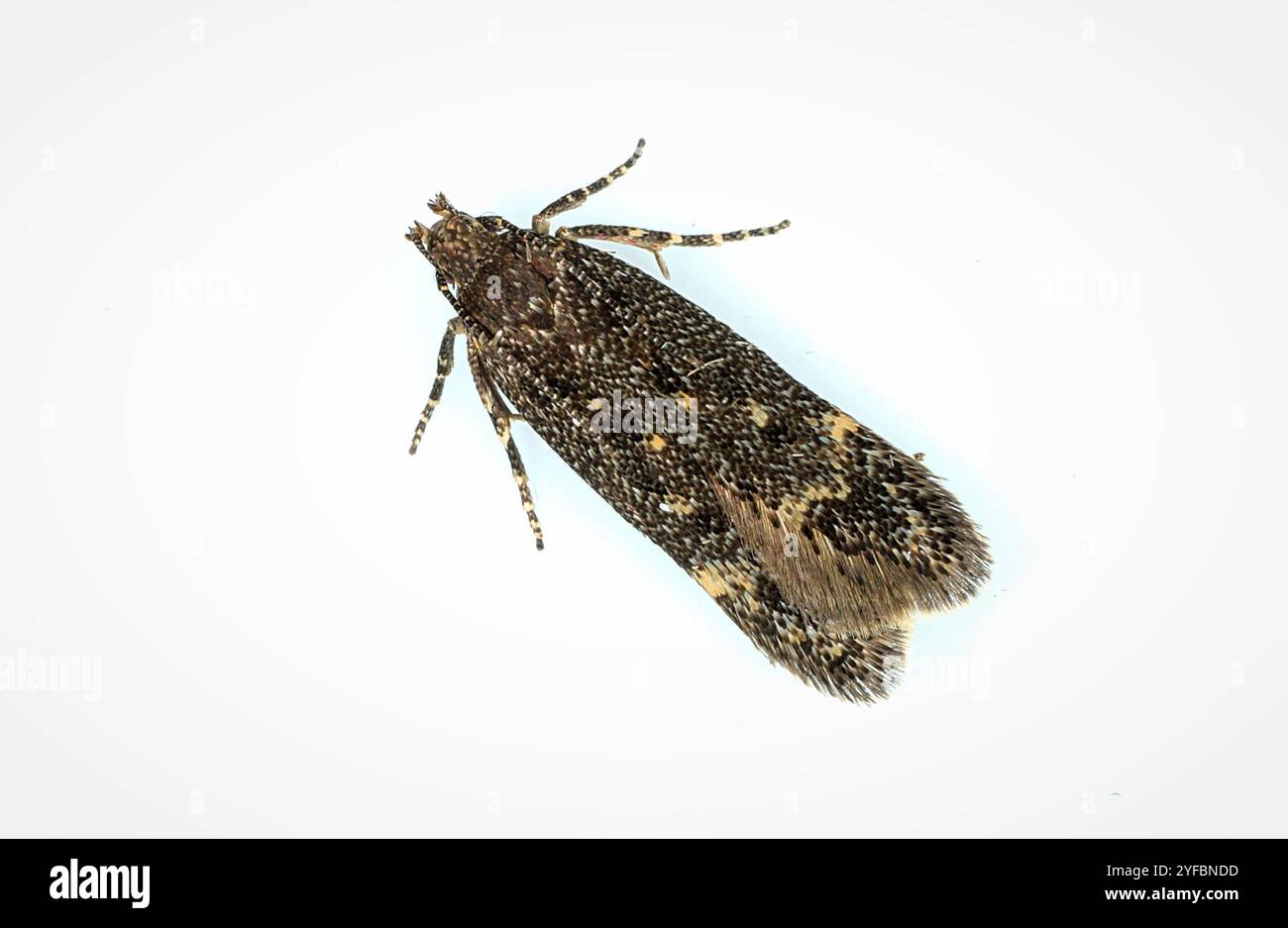 Bryotropha affinis hi-res stock photography and images - Alamy