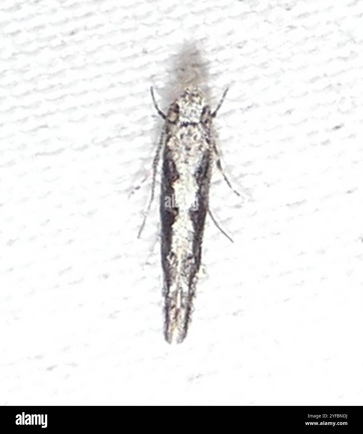 Diamondback Moth (Plutella xylostella Stock Photo - Alamy