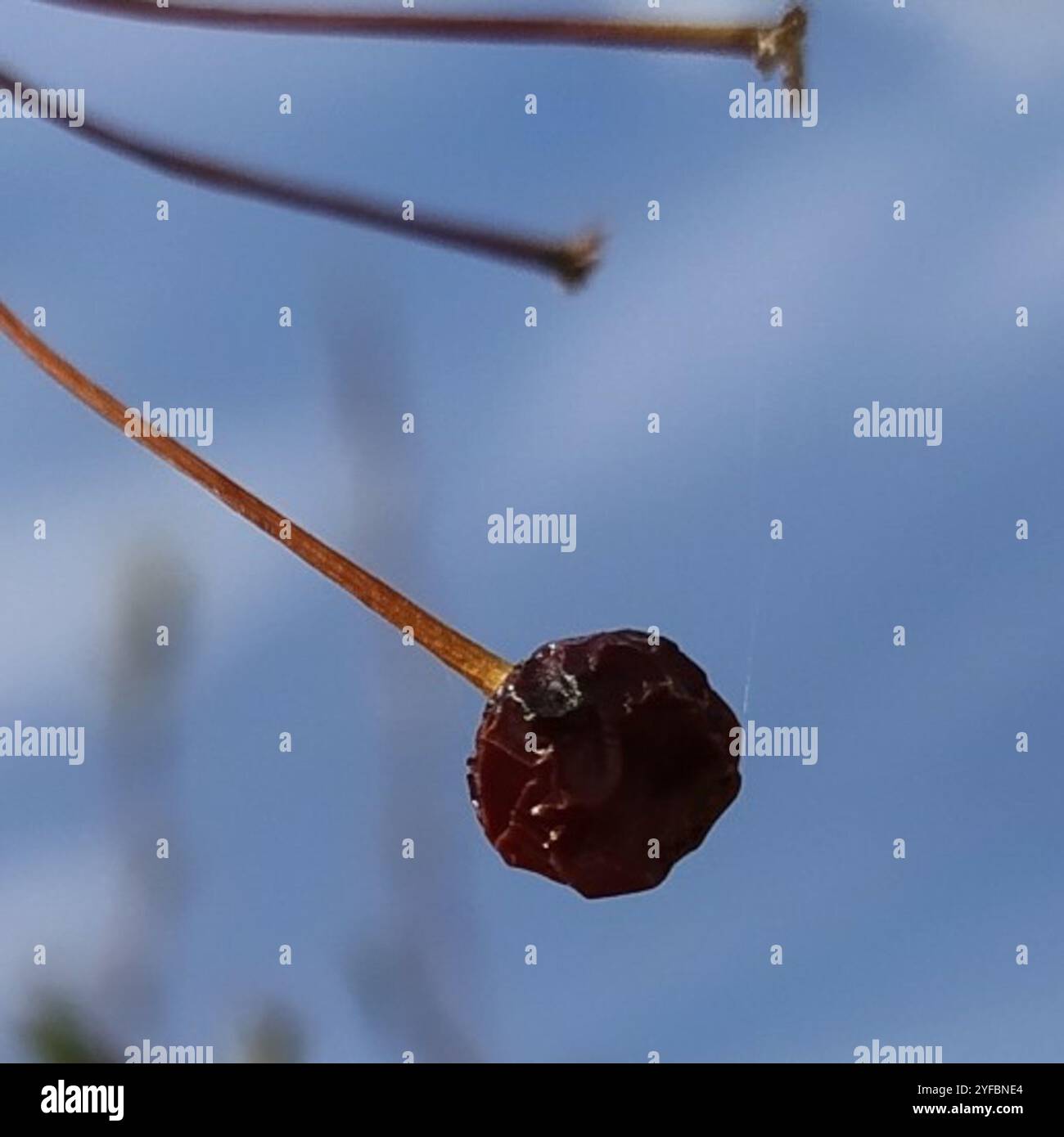 Siberian crabapple (Malus baccata Stock Photo - Alamy