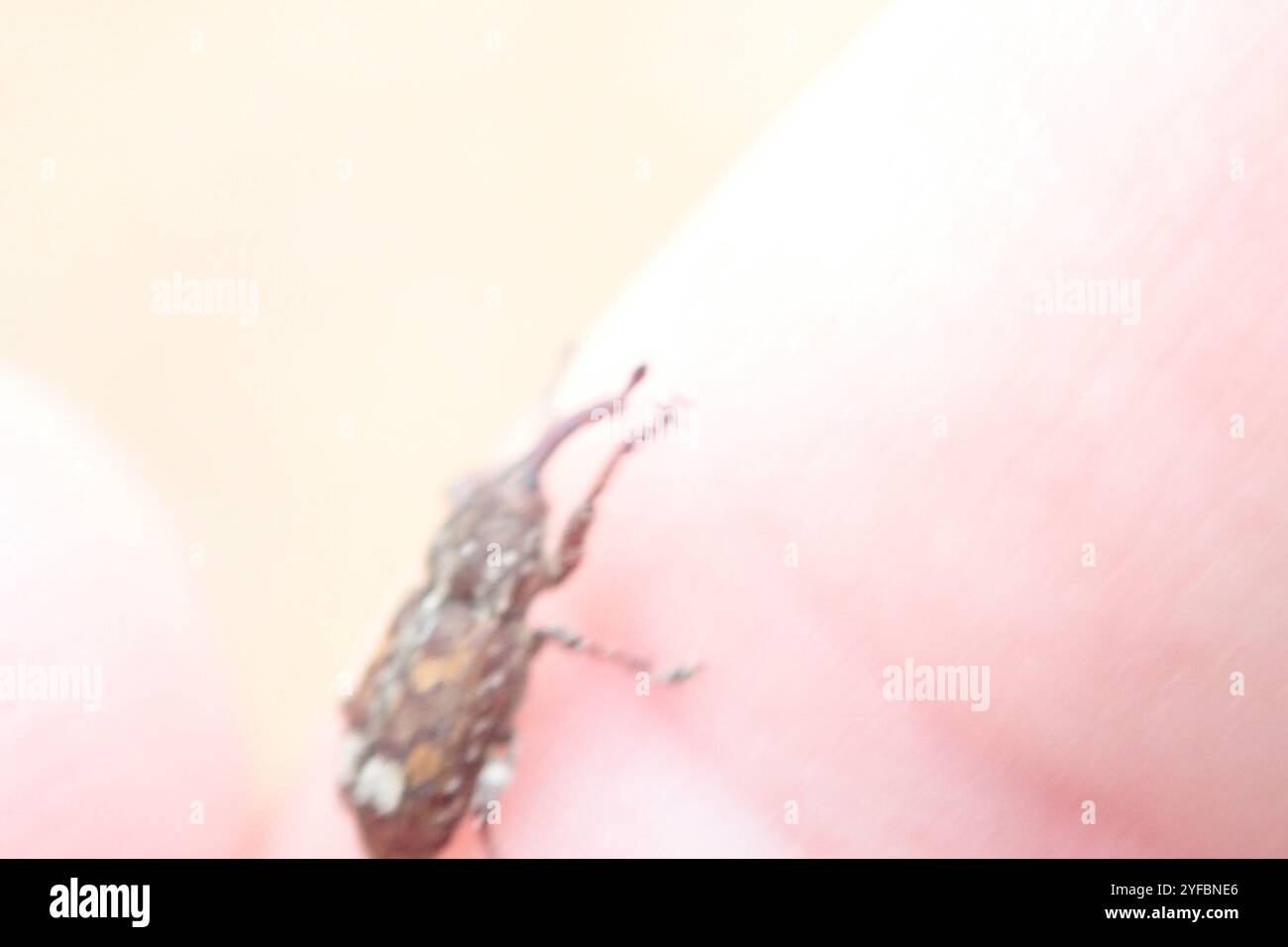 White Pine Weevil (Pissodes strobi Stock Photo - Alamy