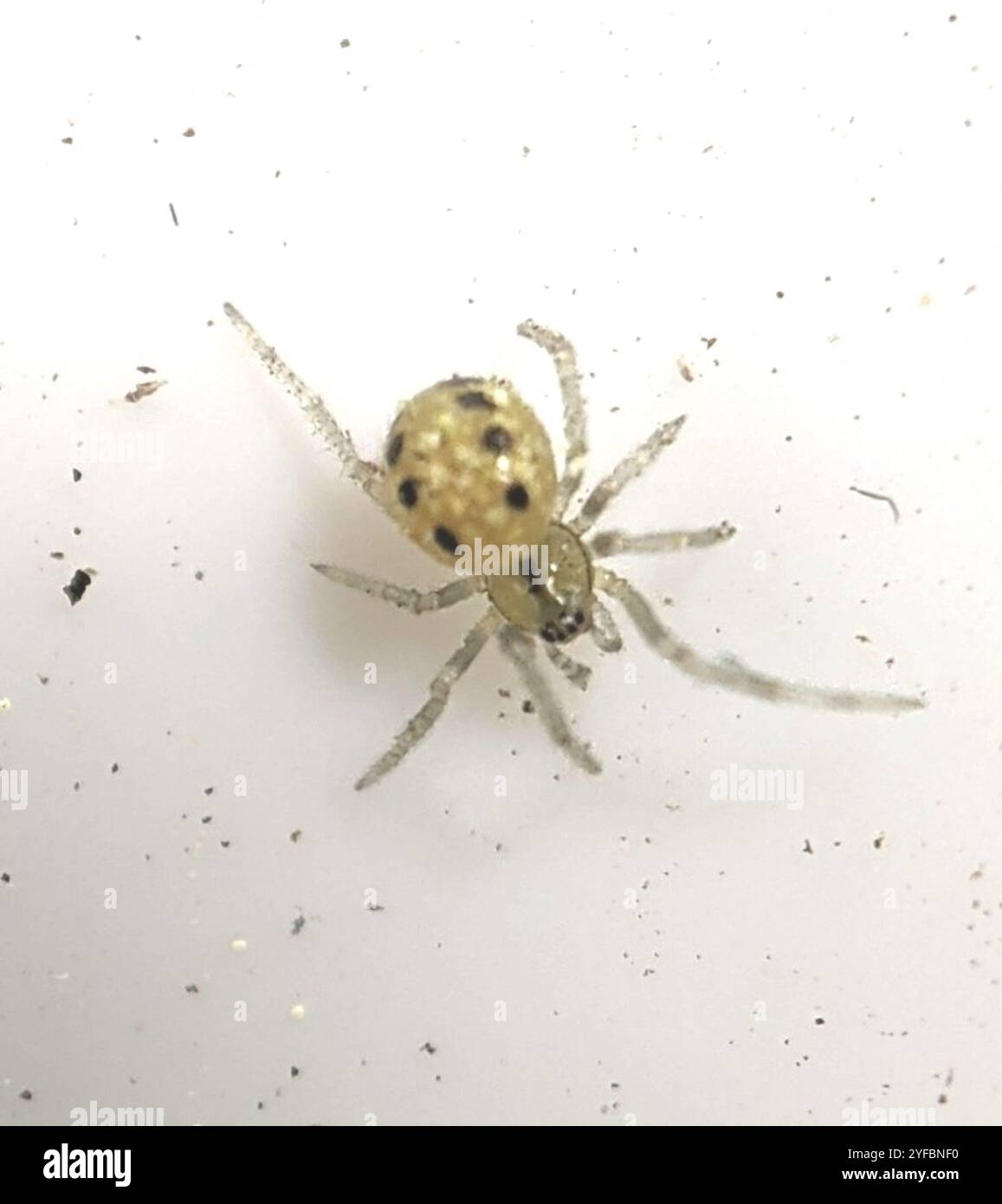 Candy-striped Spider complex (Enoplognatha ovata Stock Photo - Alamy