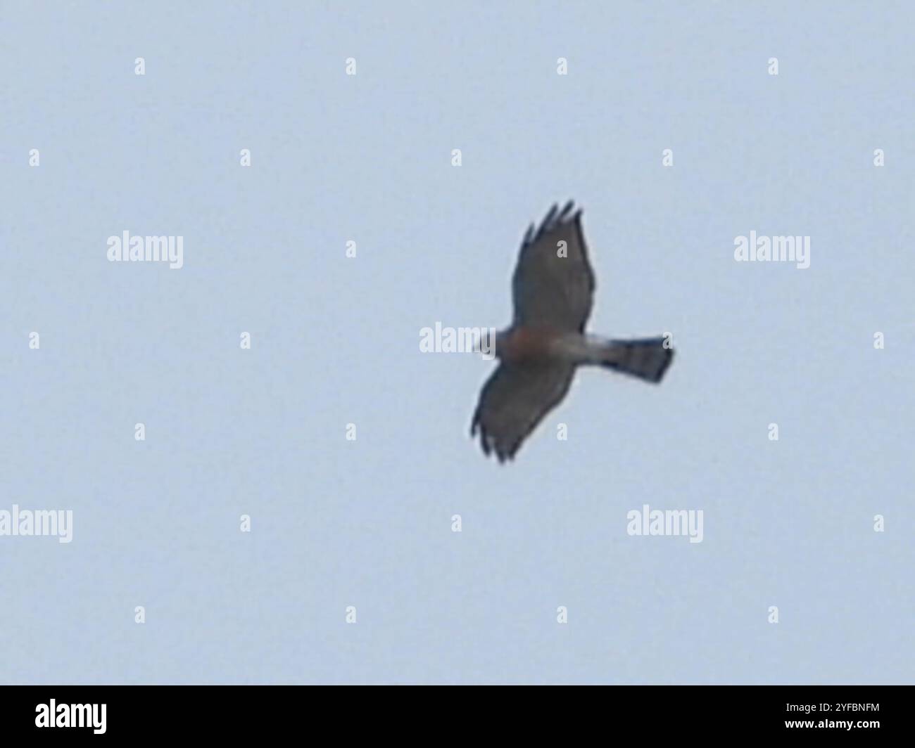 Chinese Sparrowhawk (Accipiter soloensis Stock Photo - Alamy