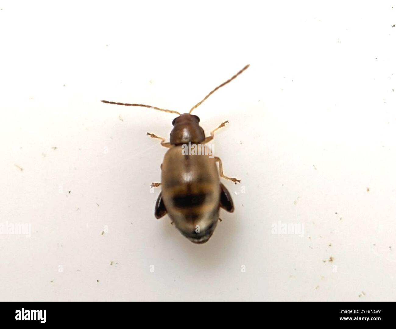 Longitarsus hi-res stock photography and images - Alamy