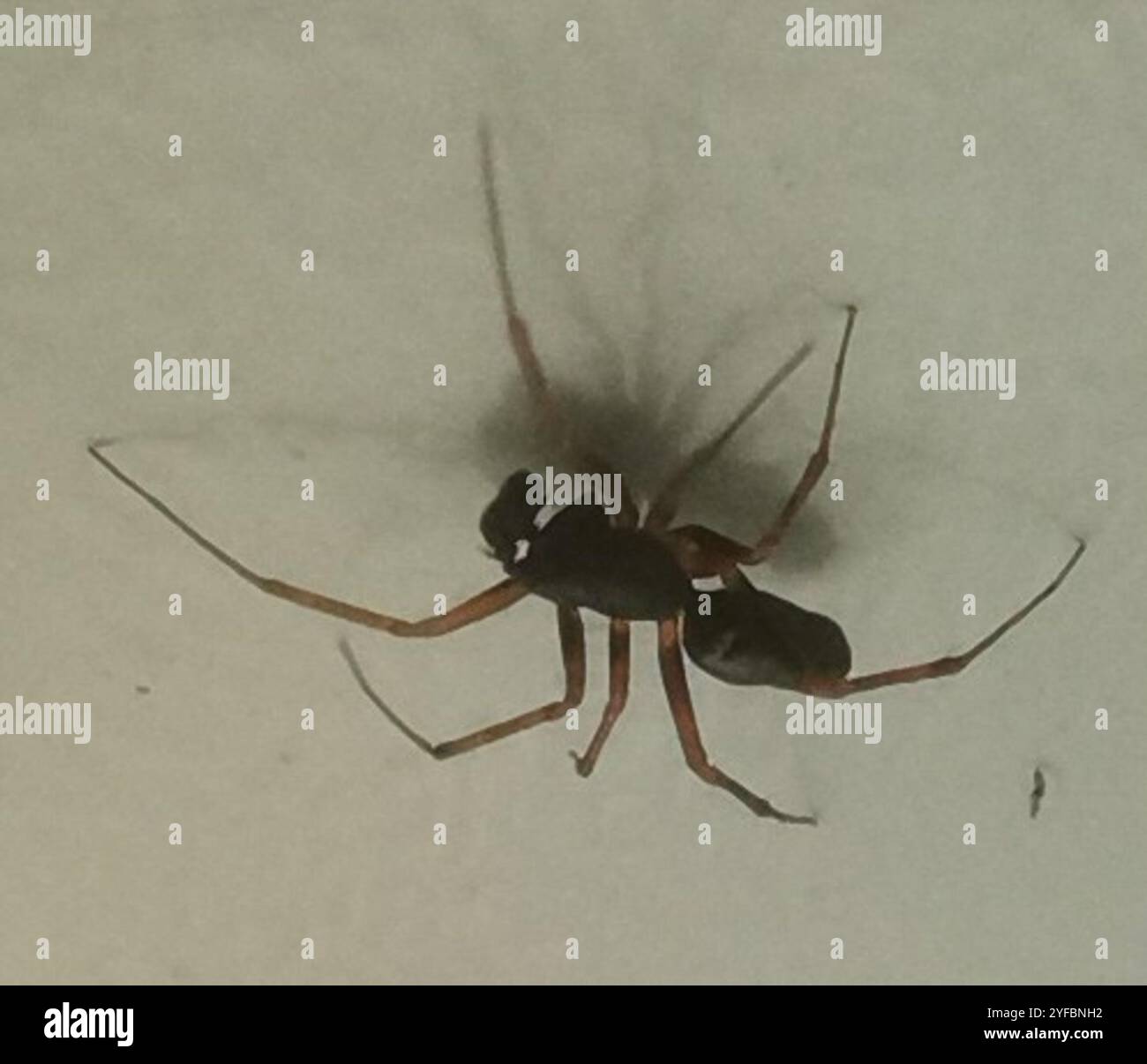 Sheetweb and Dwarf Weavers (Linyphiidae Stock Photo - Alamy