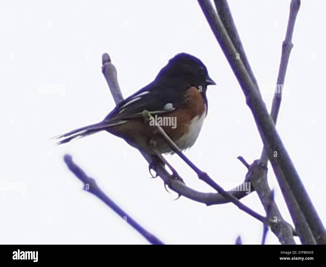 Eastern Towhee (Pipilo erythrophthalmus Stock Photo - Alamy