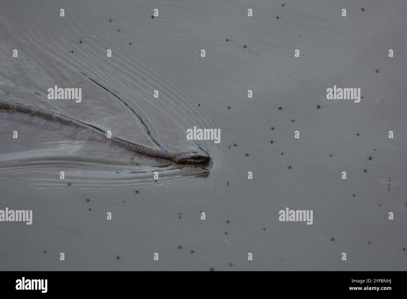 Common Watersnake (Nerodia sipedon Stock Photo - Alamy