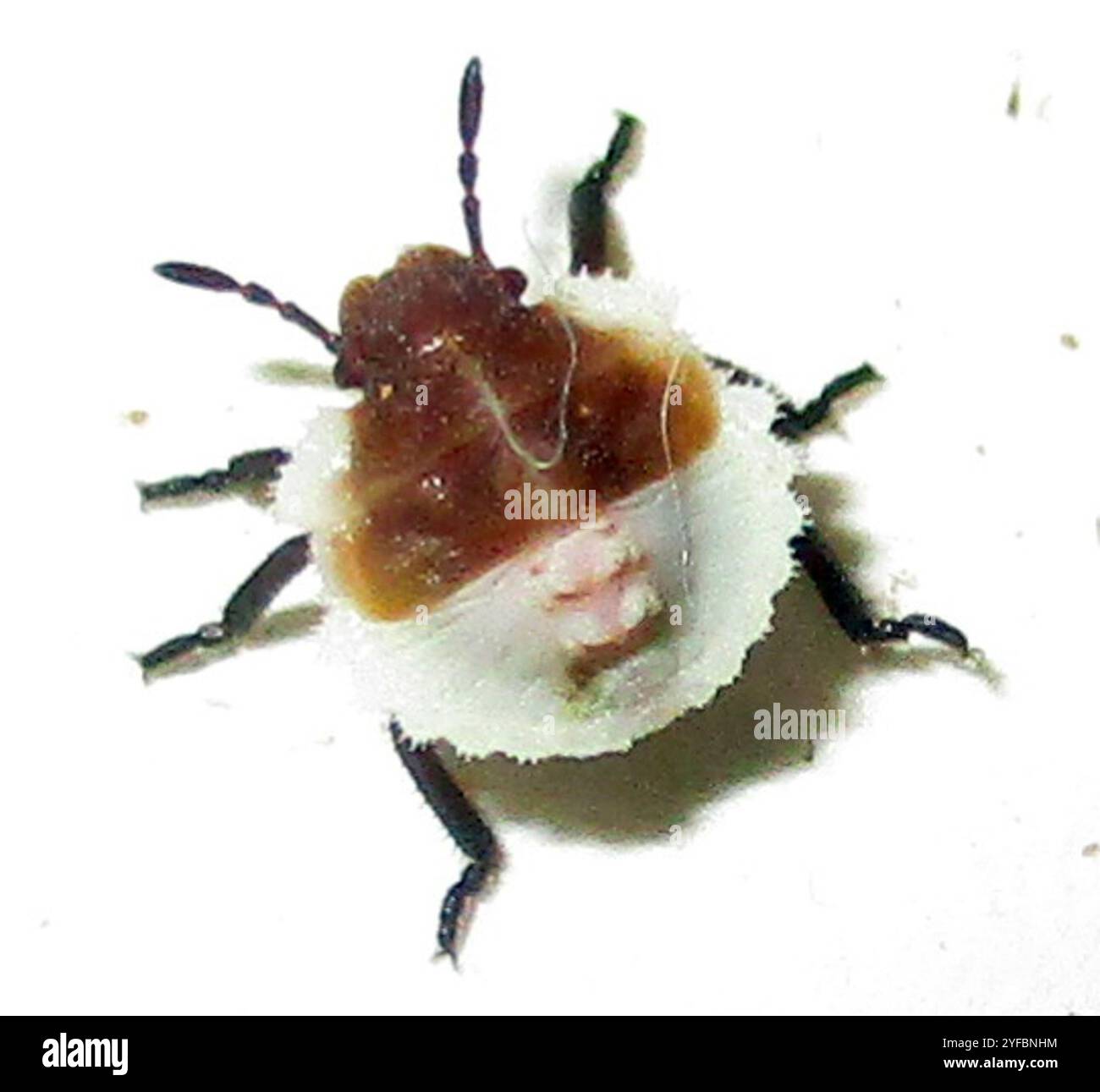 Stink Bugs (Pentatomidae Stock Photo - Alamy