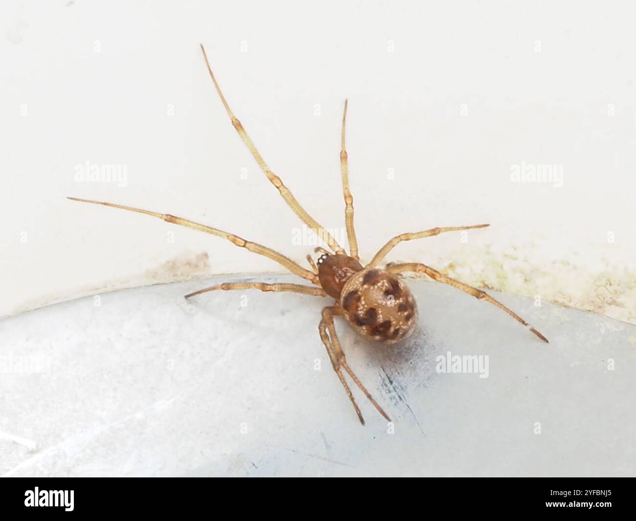 Triangulate Combfoot (Steatoda triangulosa Stock Photo - Alamy