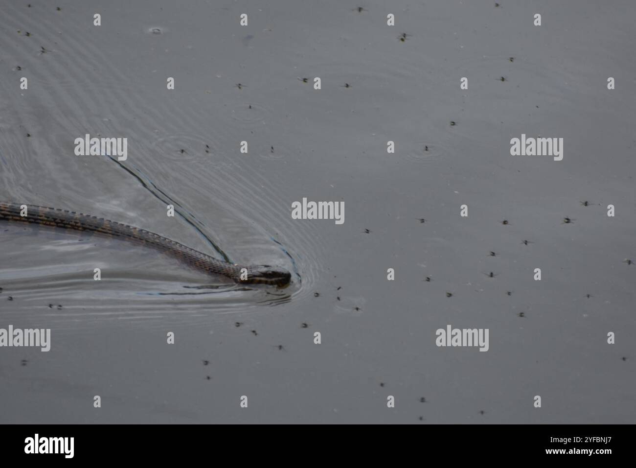 Common Watersnake (Nerodia sipedon Stock Photo - Alamy