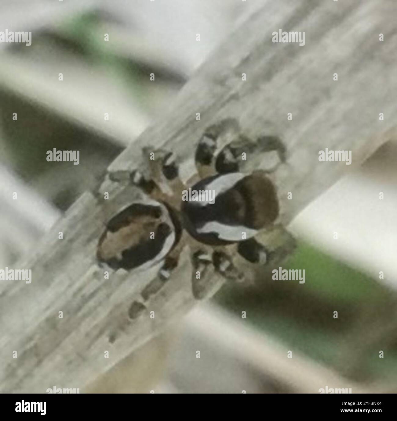 Woodland Jumping Spider (Evarcha falcata Stock Photo - Alamy