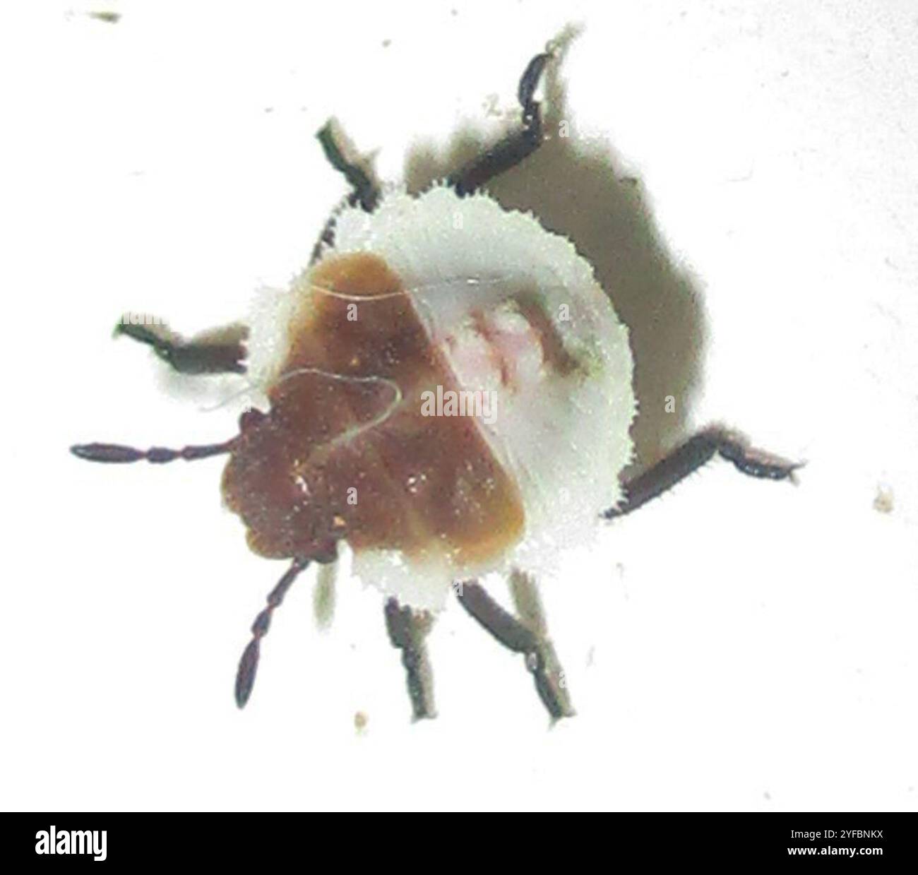 Stink Bugs (Pentatomidae Stock Photo - Alamy