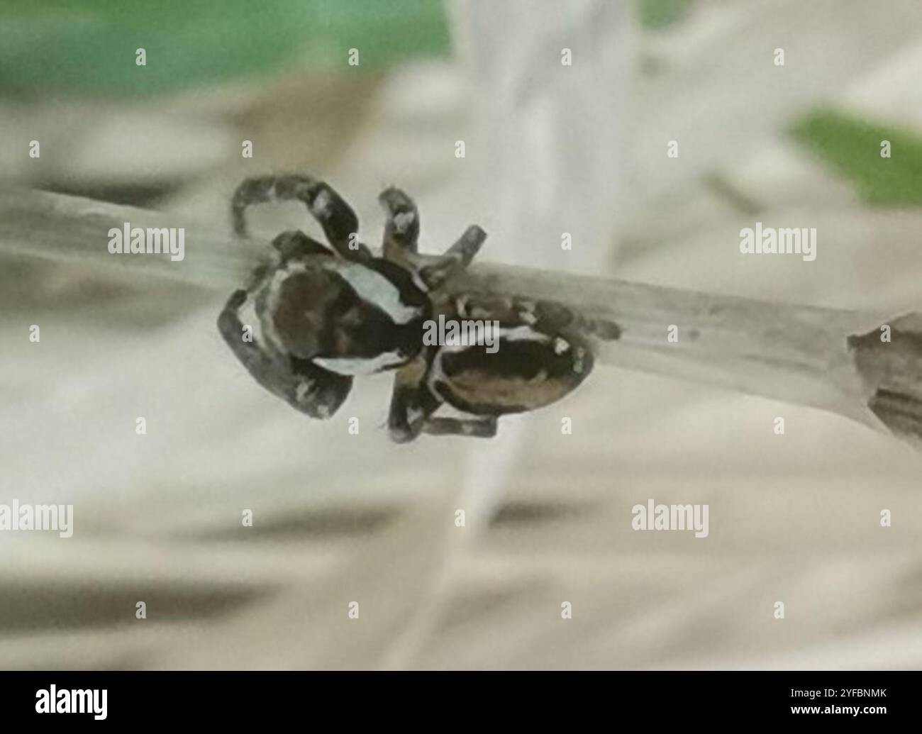 Woodland Jumping Spider (Evarcha falcata Stock Photo - Alamy