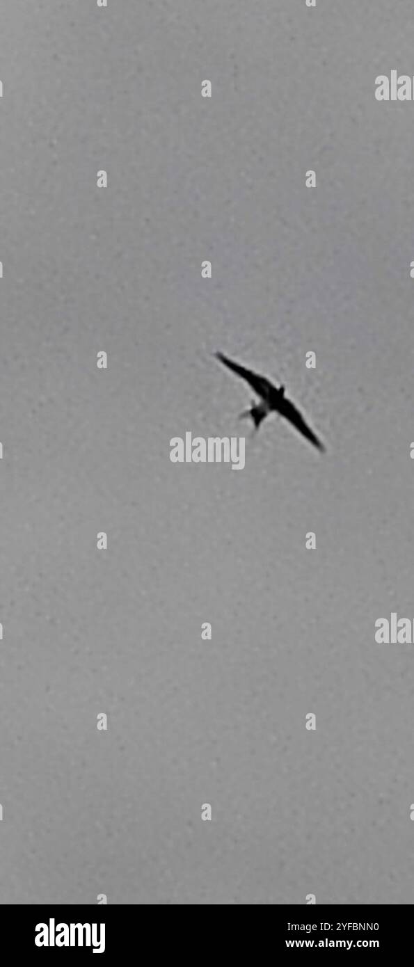 Western House Martin (Delichon urbicum Stock Photo - Alamy