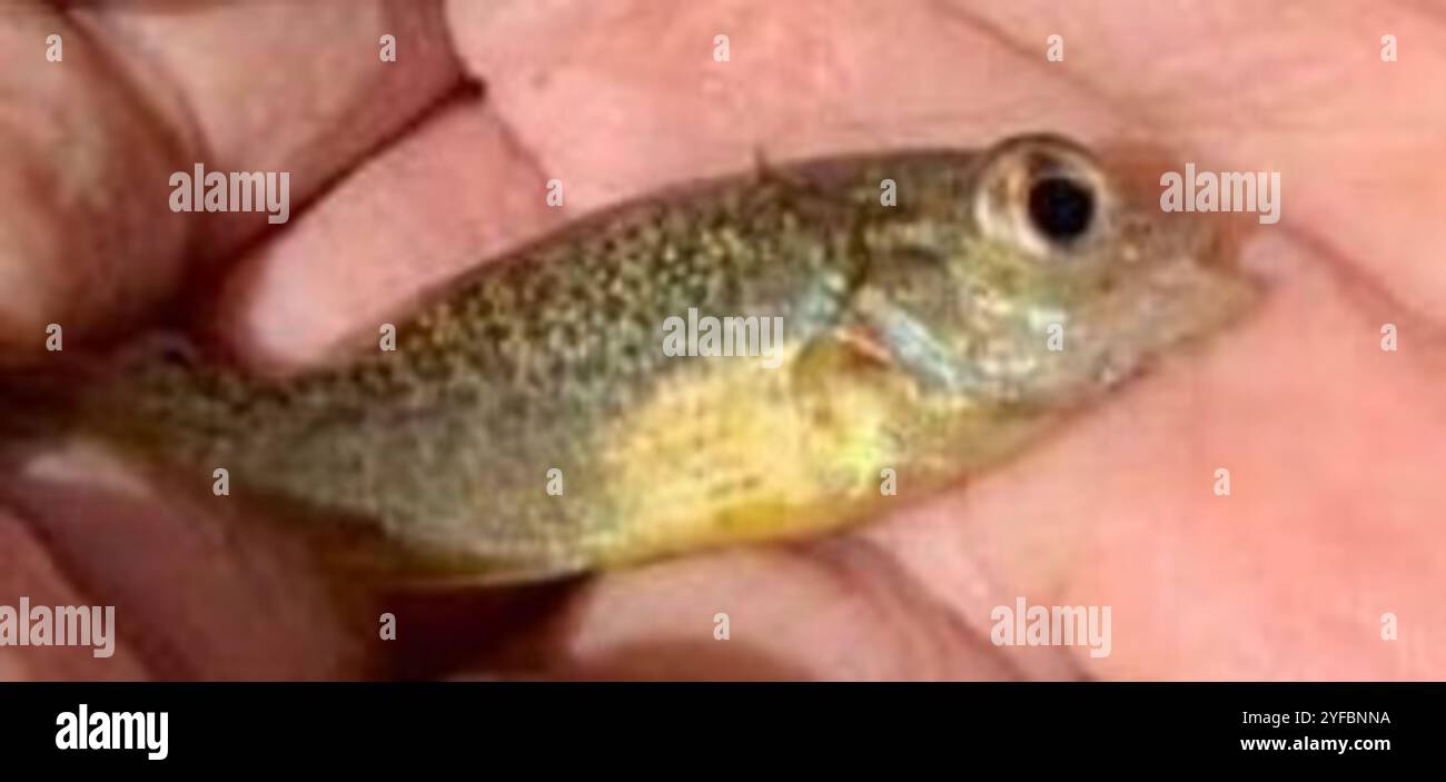 Common Sunfishes (Lepomis Stock Photo - Alamy