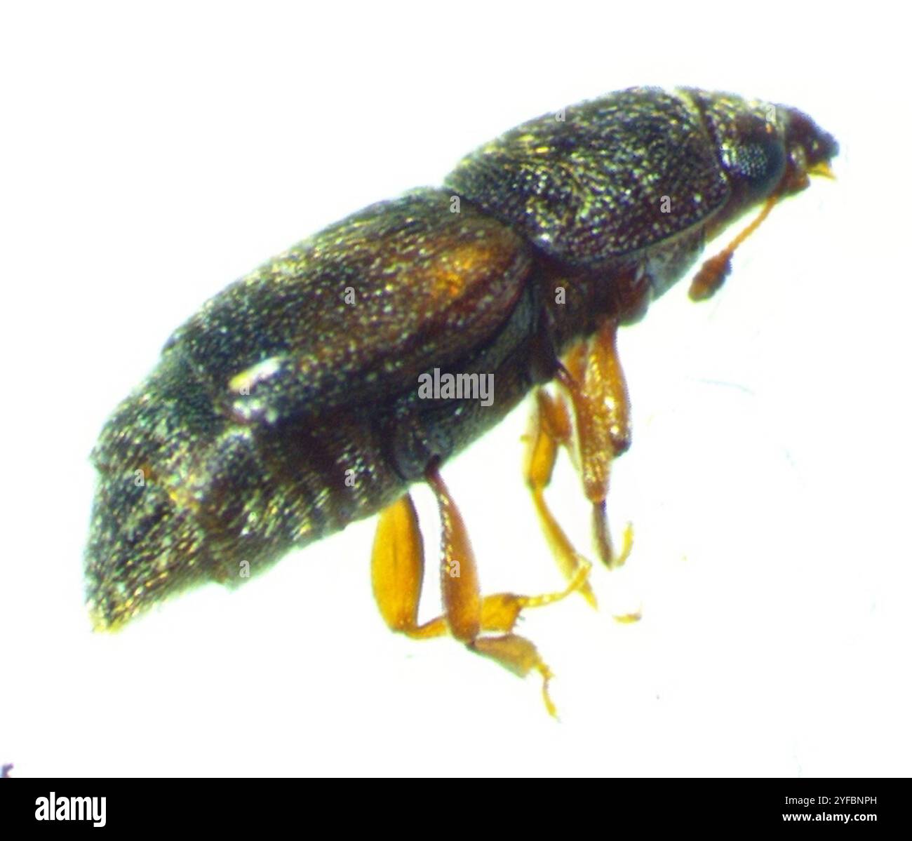 Corn Sap Beetle (Carpophilus dimidiatus Stock Photo - Alamy