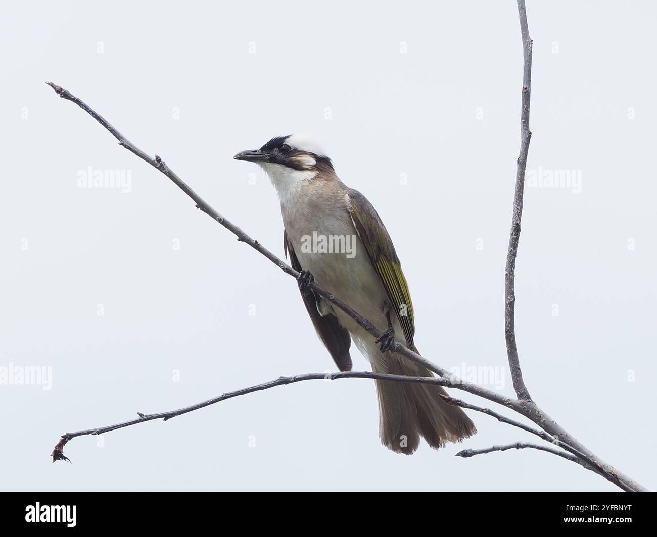 Taiwan Bulbul (Pycnonotus sinensis formosae Stock Photo - Alamy