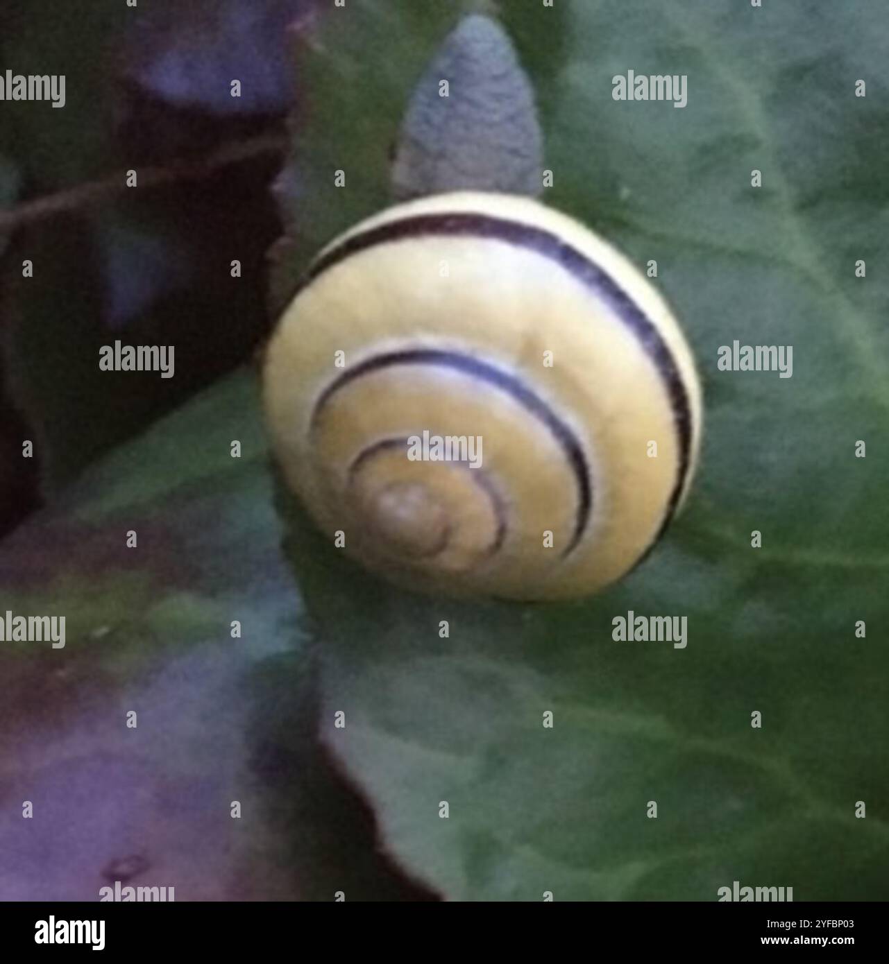 Brown-lipped Snail (Cepaea nemoralis Stock Photo - Alamy