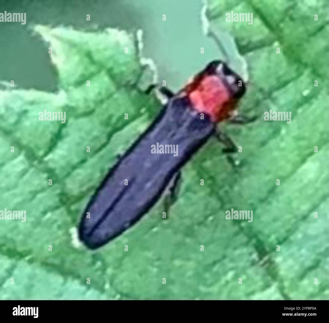 Red-necked Cane Borer Beetle (Agrilus ruficollis Stock Photo - Alamy