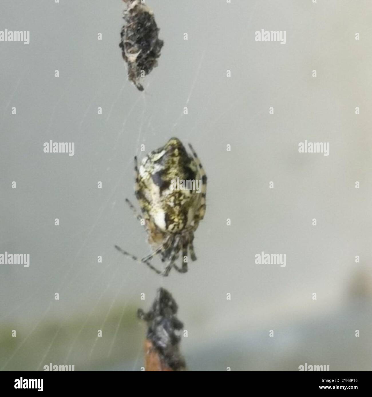 Conical Trashline Orbweaver (Cyclosa conica Stock Photo - Alamy