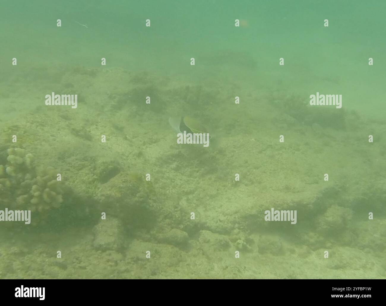 Wedgetail Triggerfish (Rhinecanthus rectangulus Stock Photo - Alamy