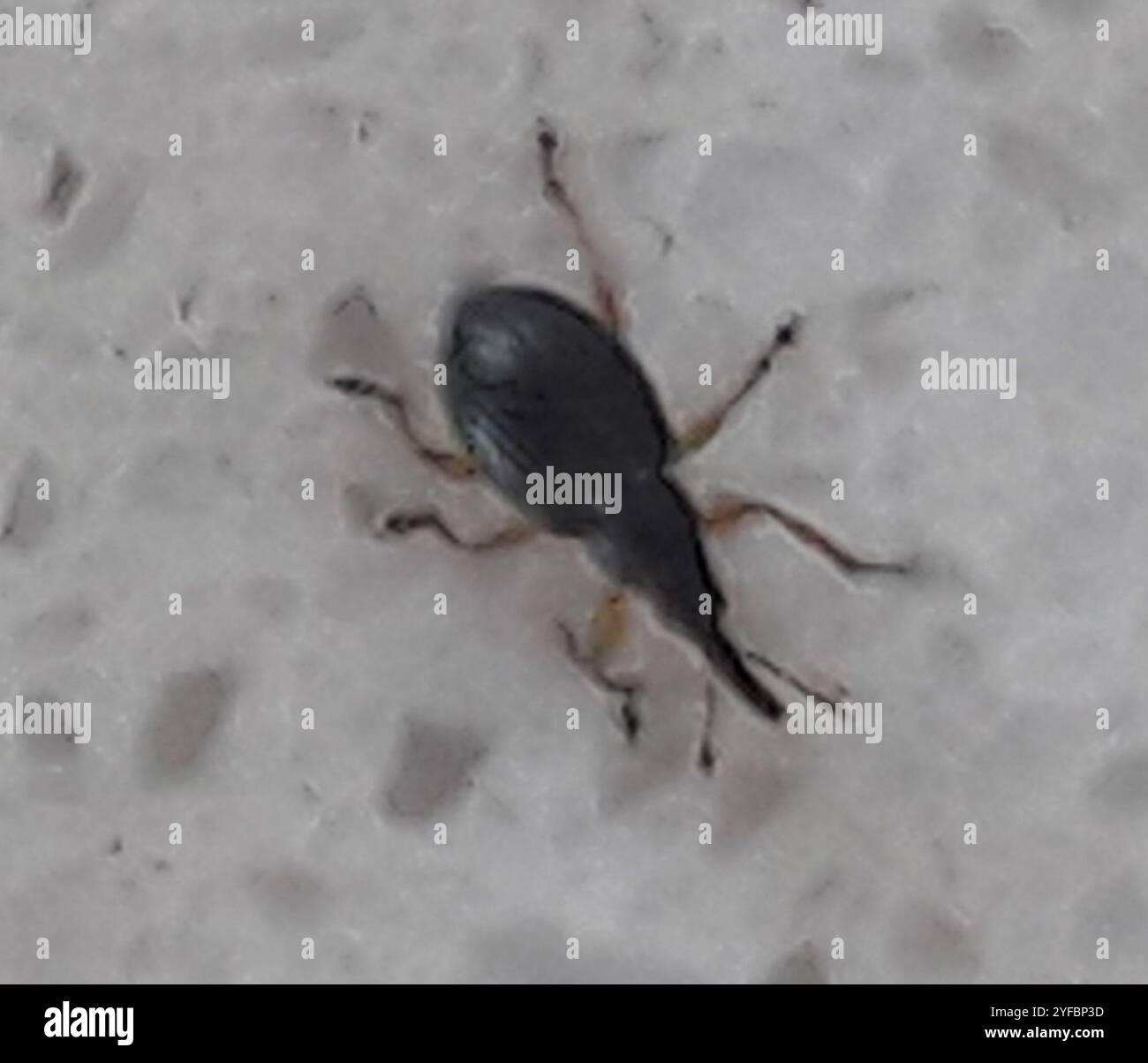 Pear-shaped Weevils (Apioninae Stock Photo - Alamy