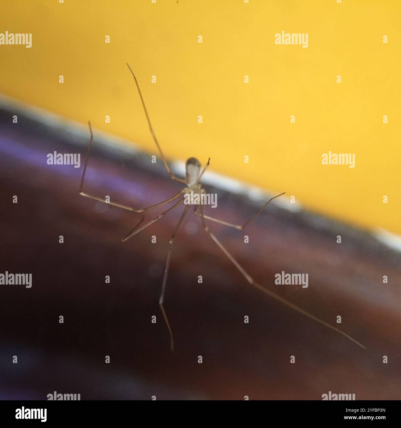 Long-bodied Cellar Spider (Pholcus phalangioides Stock Photo - Alamy