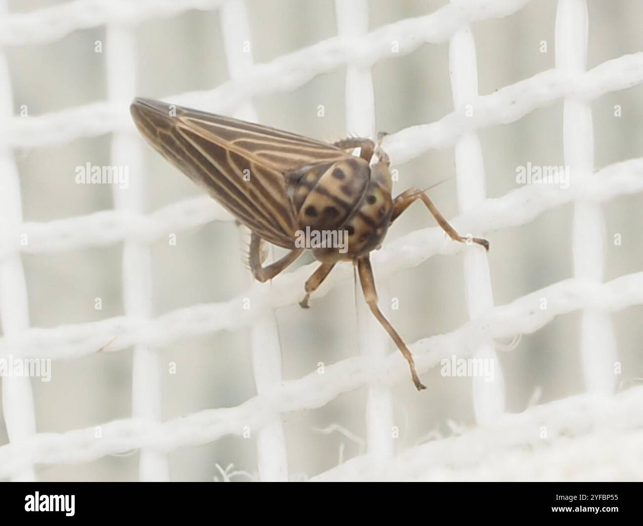 Constricted Leafhopper (Agallia constricta Stock Photo - Alamy