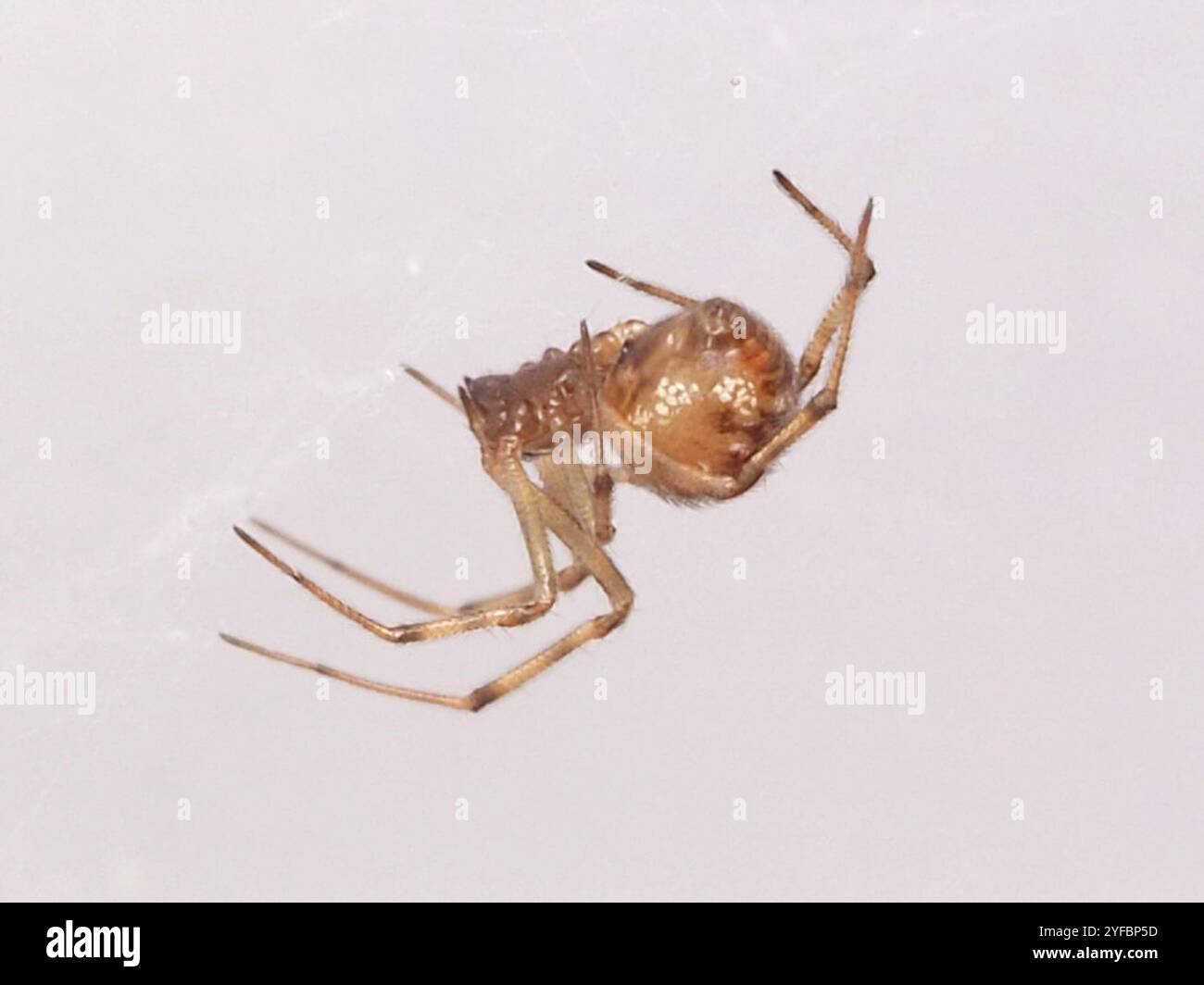 Triangulate Combfoot (Steatoda triangulosa Stock Photo - Alamy