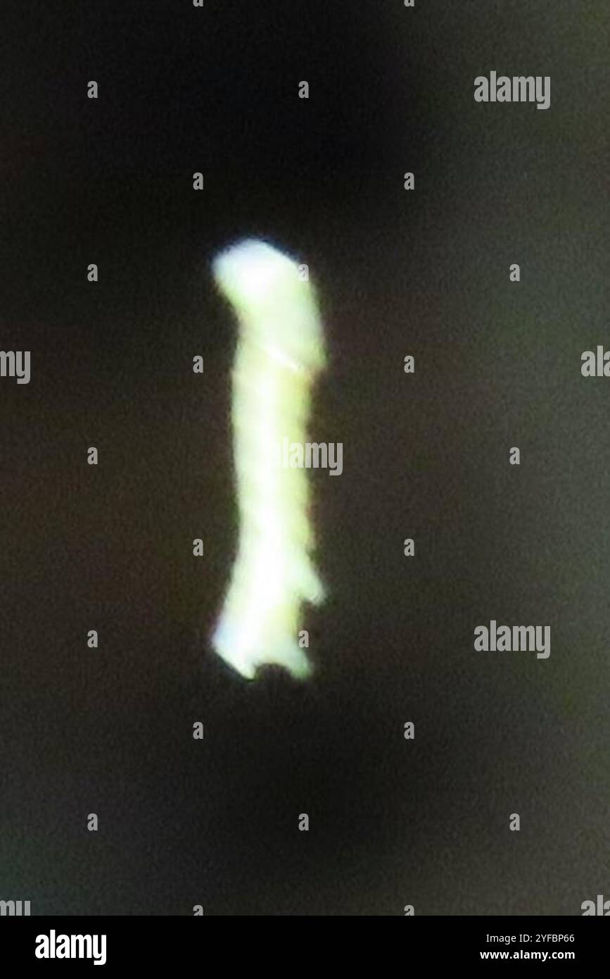 Spring Cankerworm Moth (Paleacrita vernata Stock Photo - Alamy