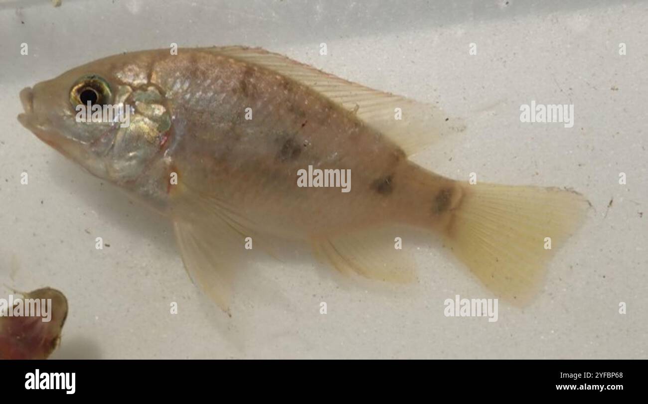 Mozambique Tilapia (Oreochromis mossambicus Stock Photo - Alamy