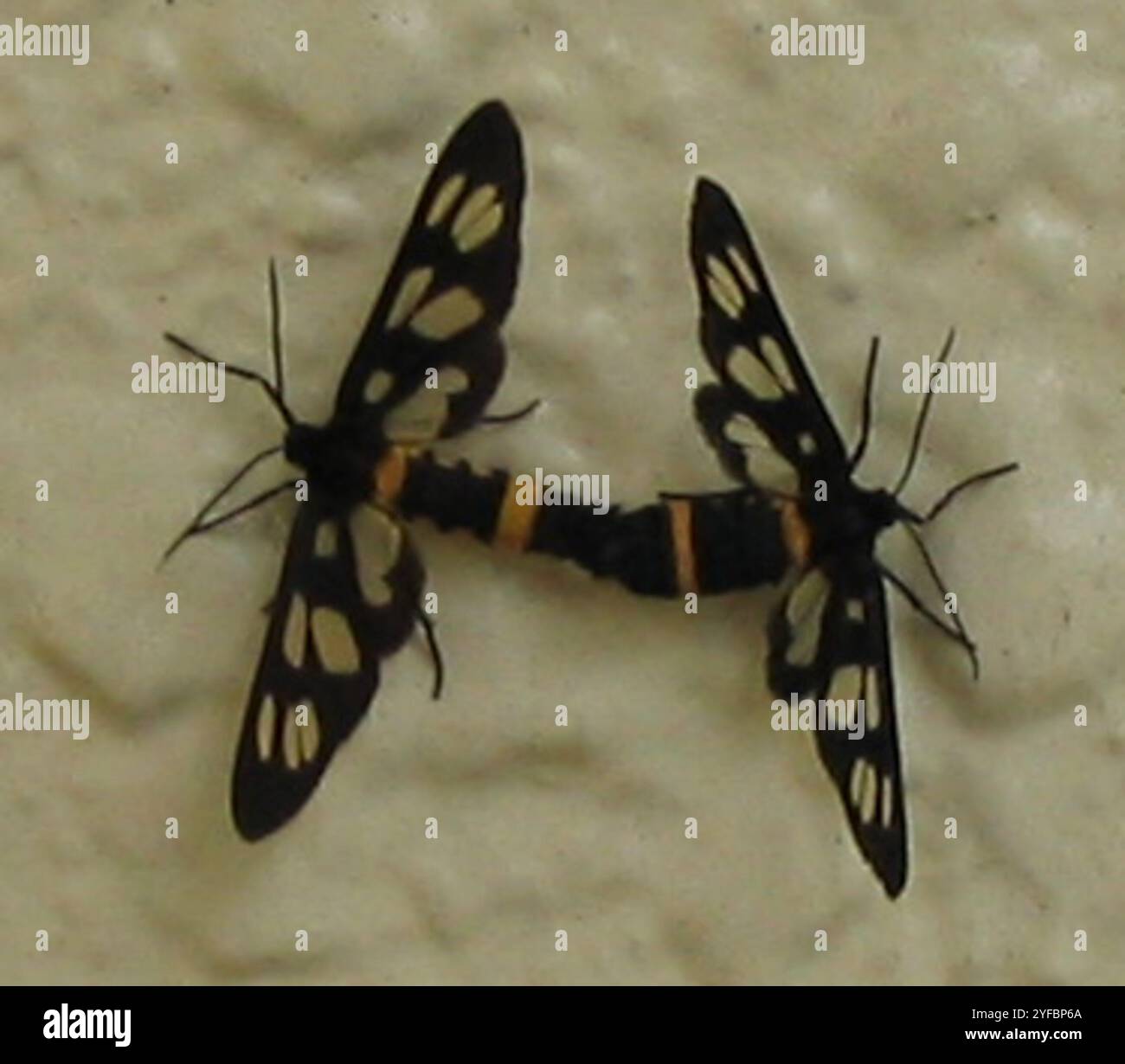 Japanese Nine-spotted Moth (Amata fortunei Stock Photo - Alamy