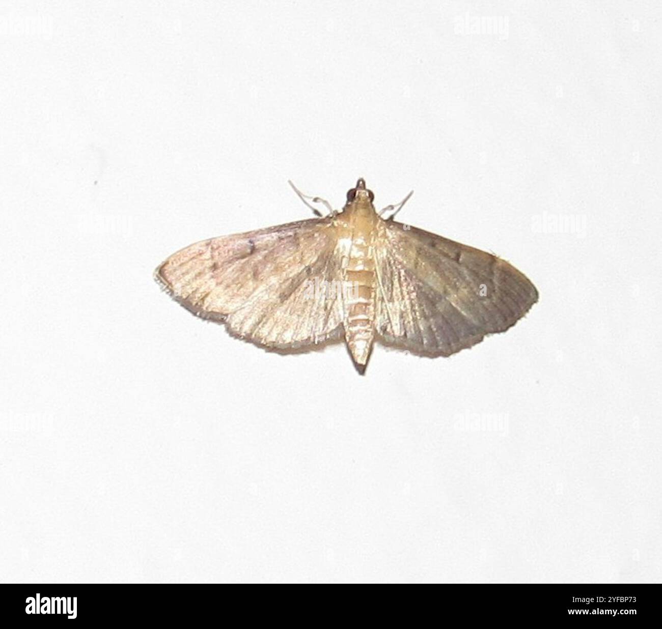 Herpetogramma hi-res stock photography and images - Alamy