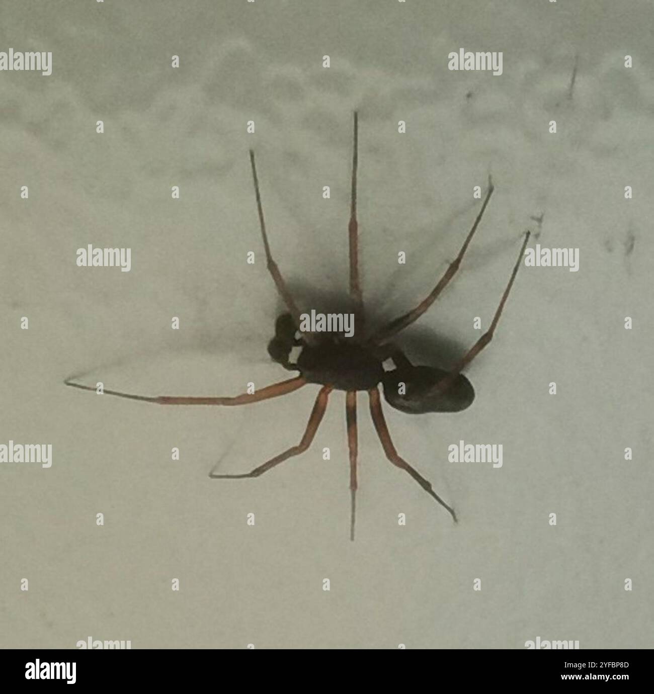 Sheetweb and Dwarf Weavers (Linyphiidae Stock Photo - Alamy