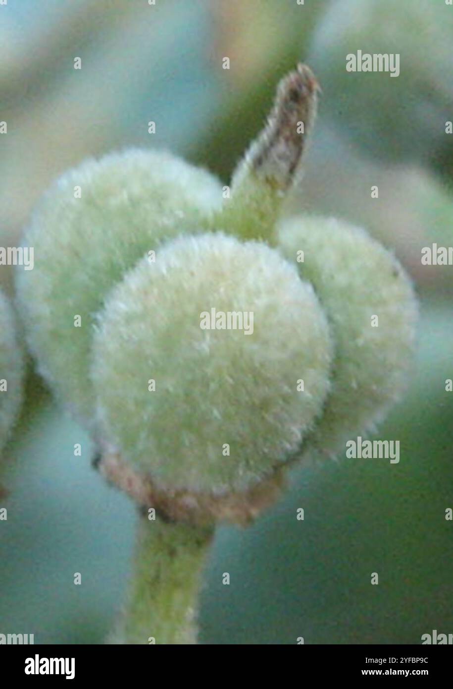 Pappea capensis hi-res stock photography and images - Alamy