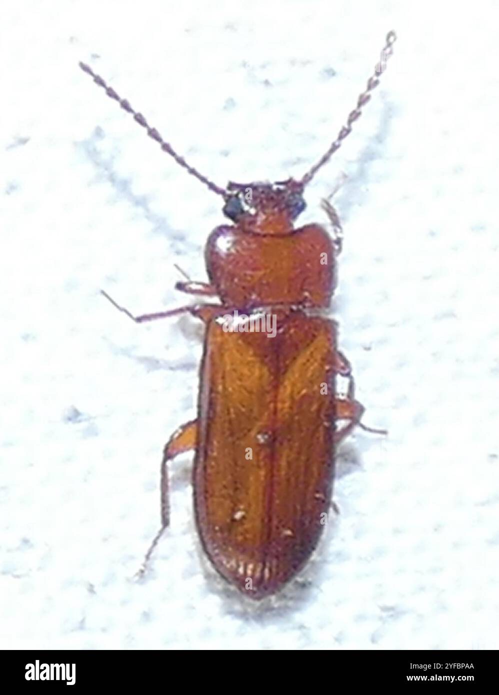 Cucujiform Beetles (Cucujiformia Stock Photo - Alamy