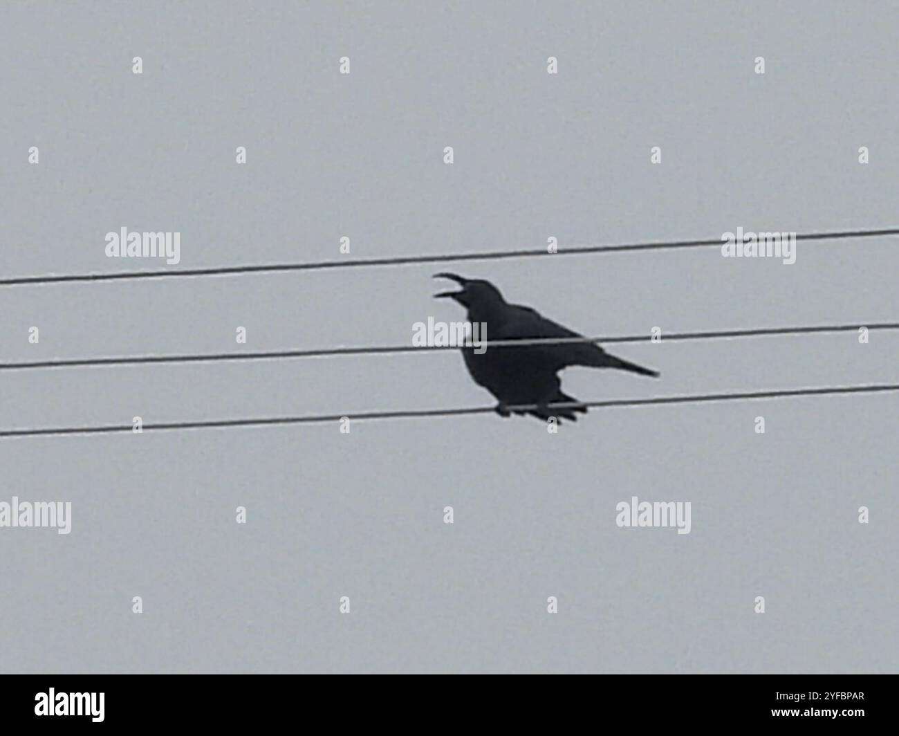 Large-billed Crow (Corvus macrorhynchos Stock Photo - Alamy